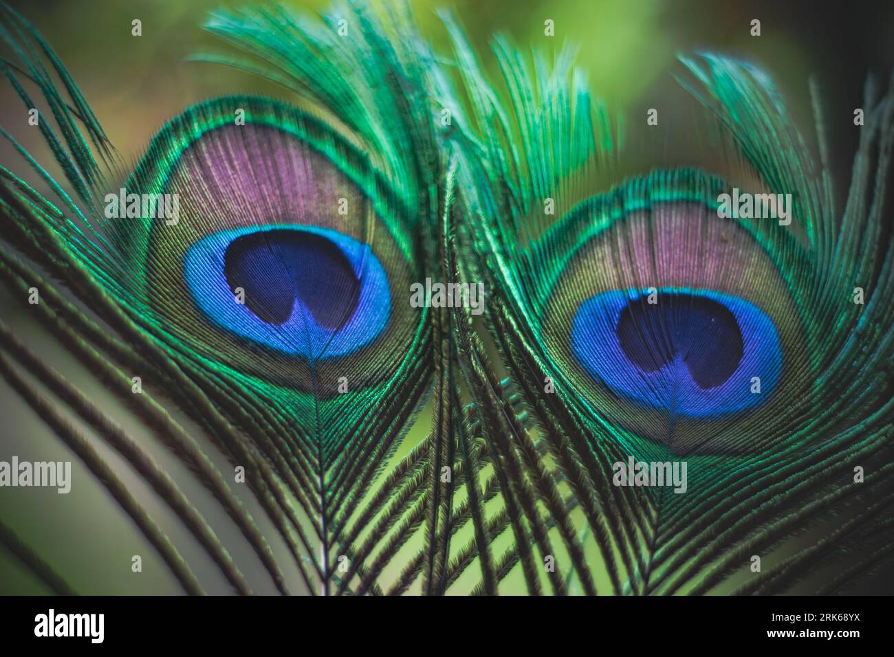 Iridescent plumage in shades of green hi-res stock photography and ...