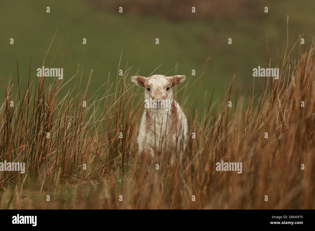 Frolicking lamb hi-res stock photography and images - Alamy