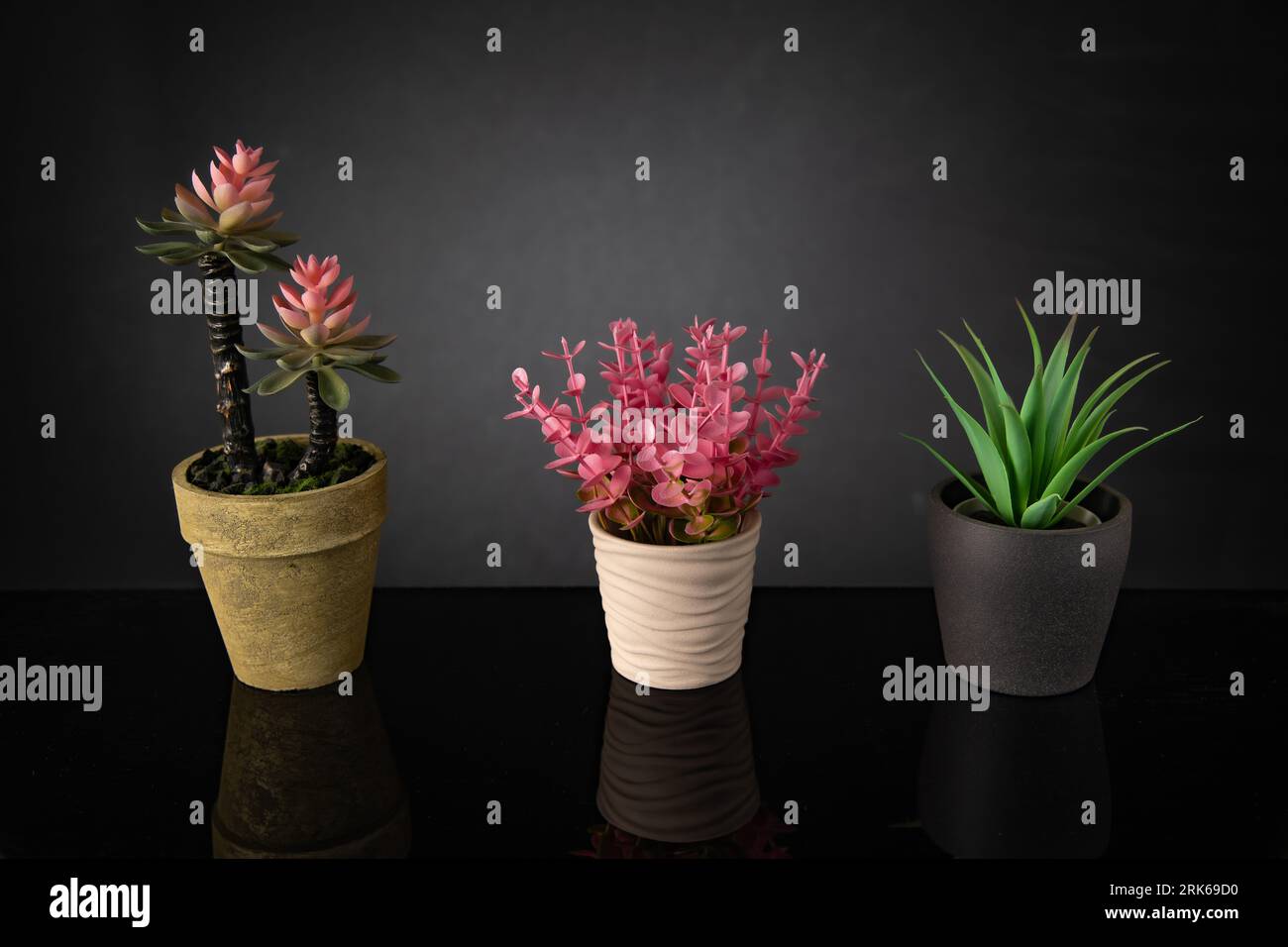 Three different potted plants in varying sizes and colors are arranged ...