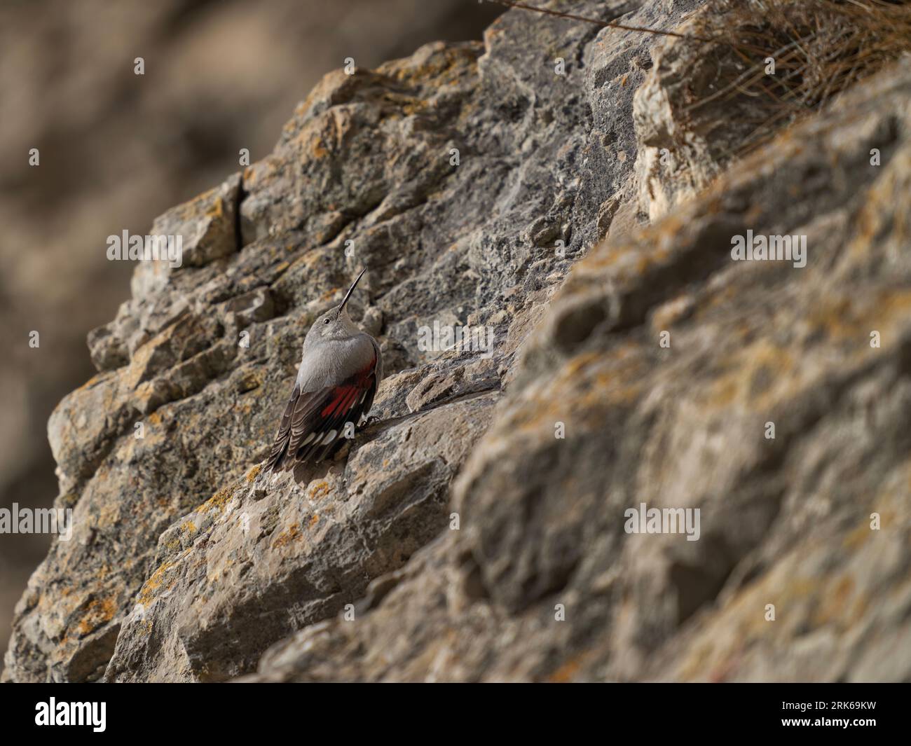 An arid desert landscape featuring a rocky wall with an abundance of ...