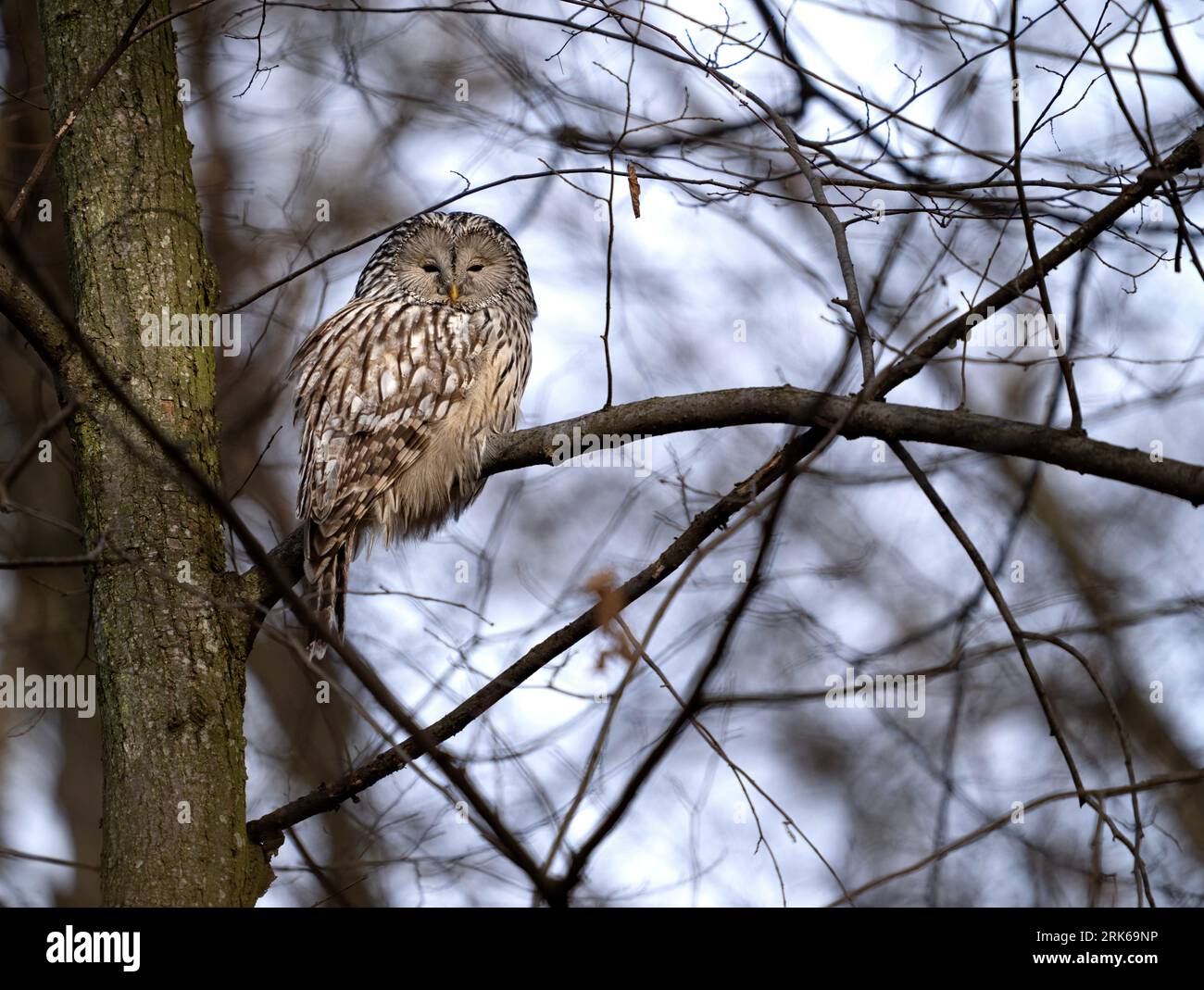 An adorable owl perched on a tree branch, patiently awaiting its master ...
