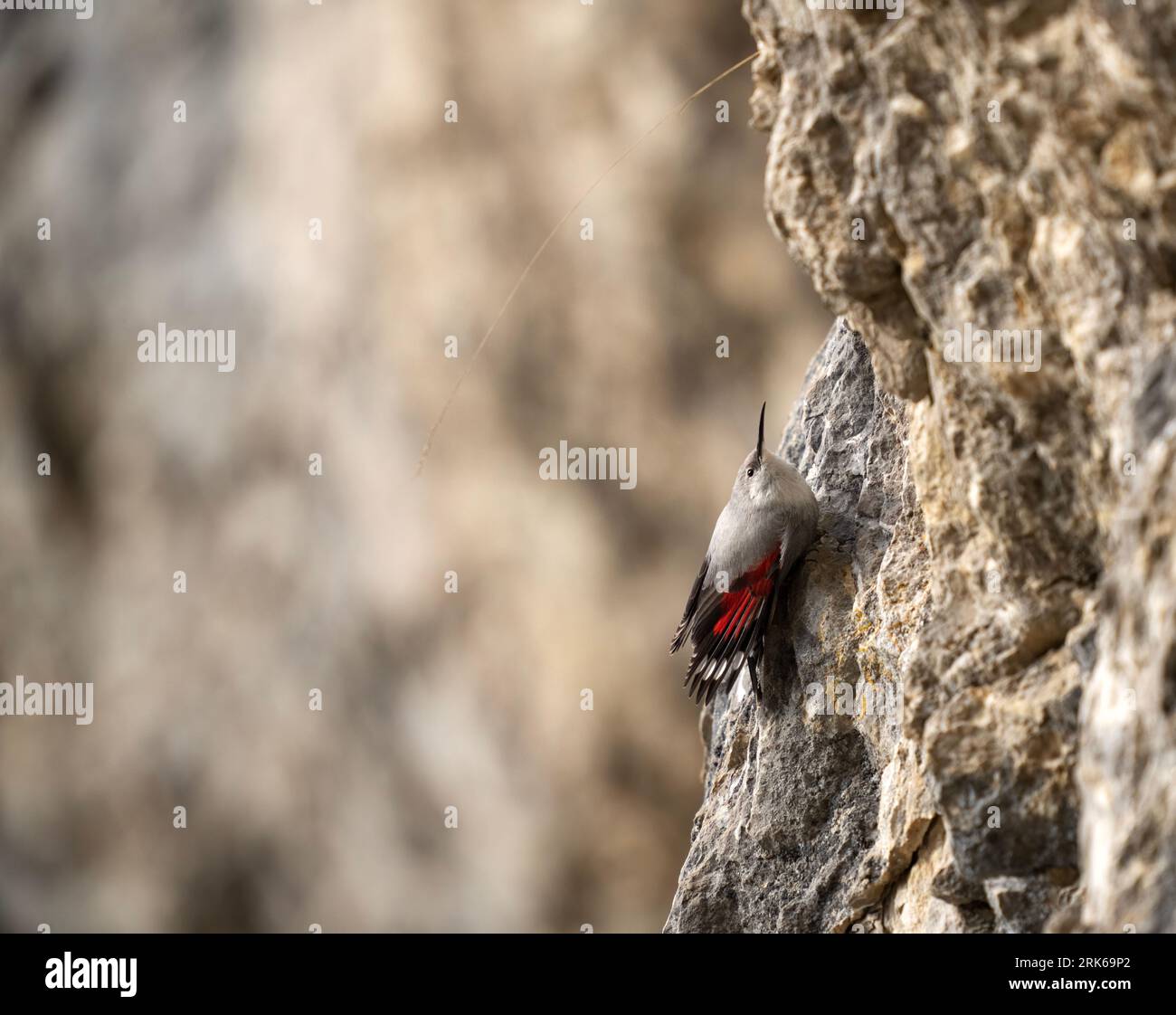 A tiny avian perched atop a large, textured stone surrounded by a ...