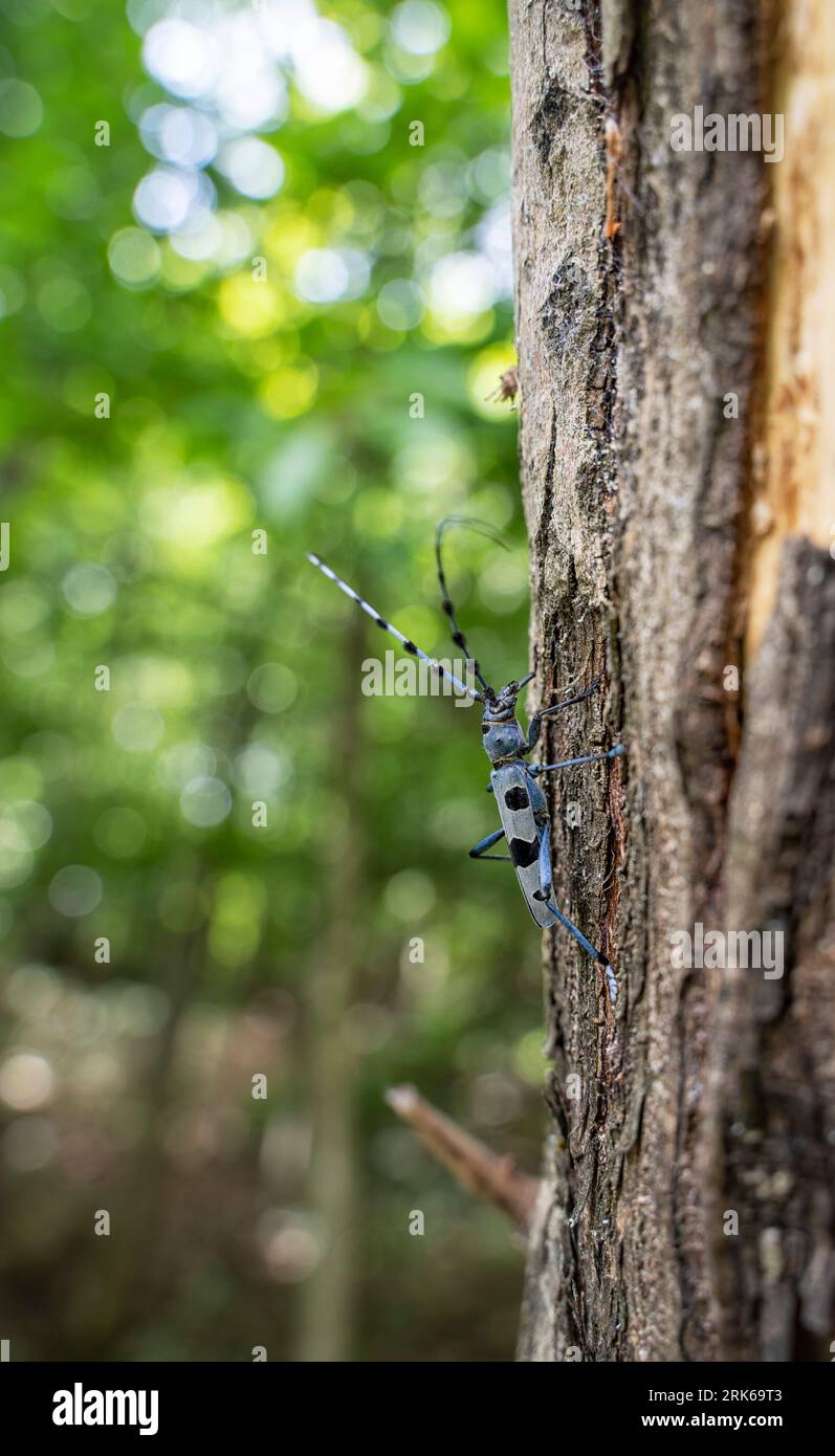 Distinct exoskeleton hi-res stock photography and images - Alamy
