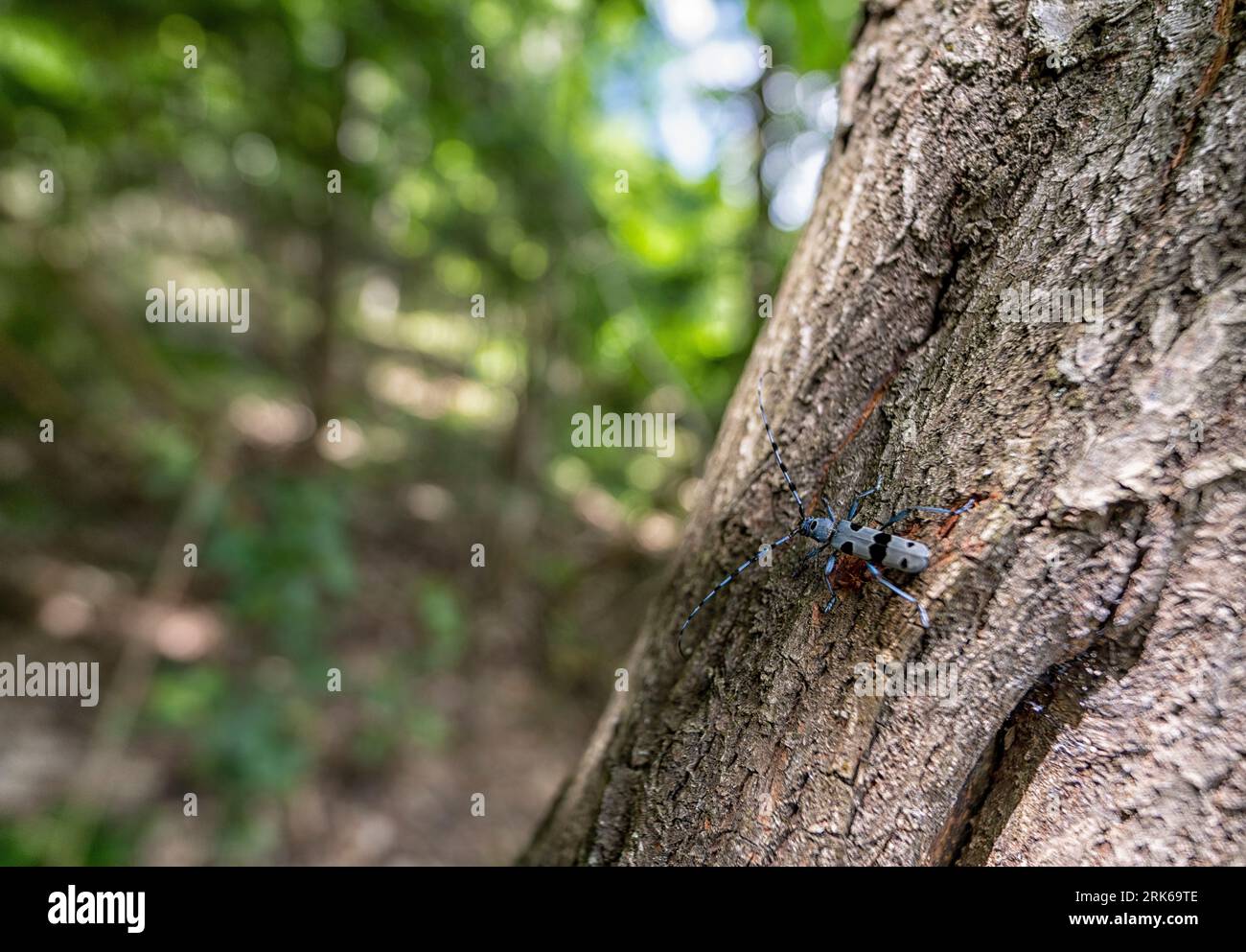 A close-up of a small bug perched atop a tree branch, its head peeking ...