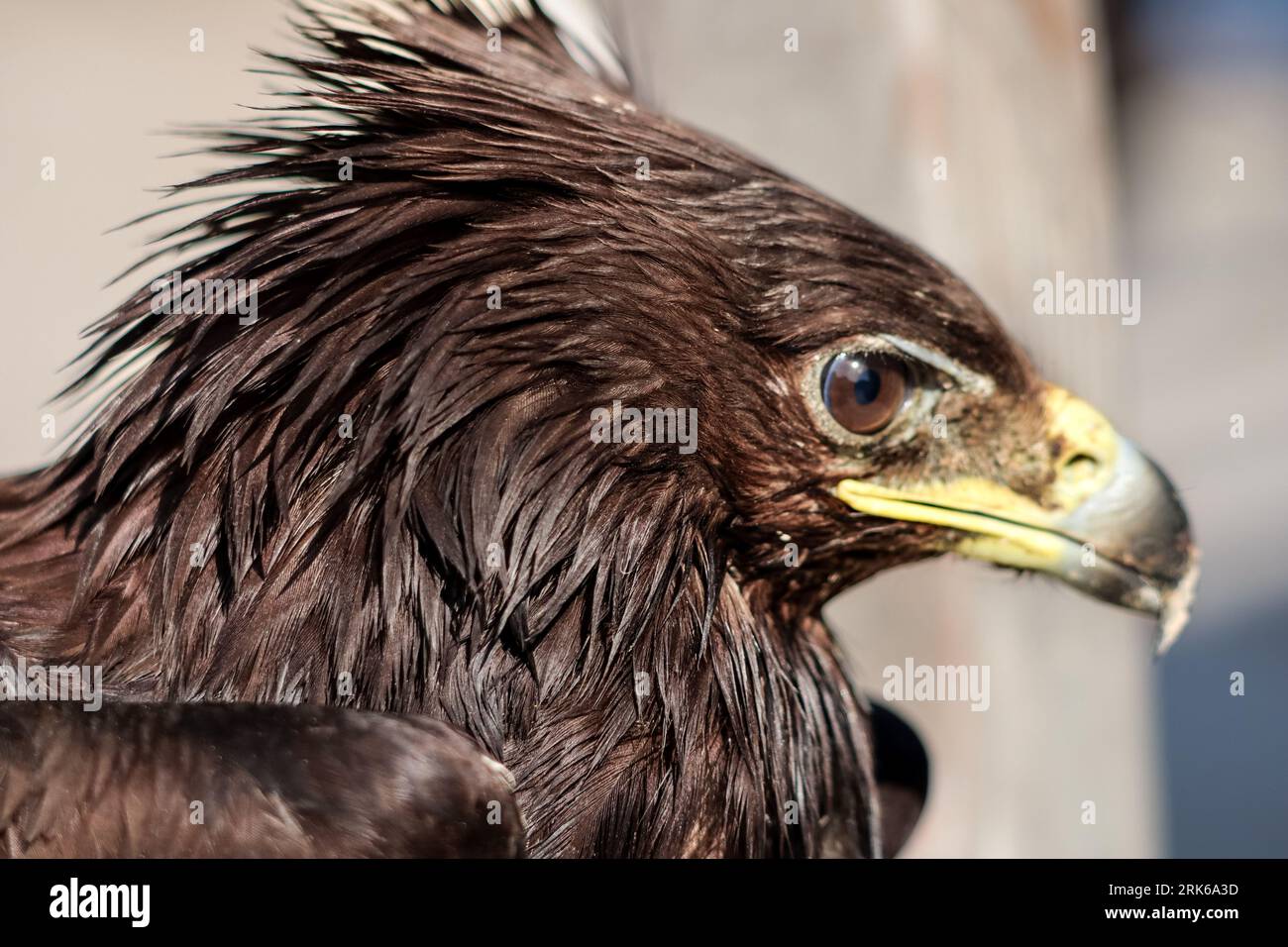 A brown-colored avian feathered creature with a yellow beak and a long ...