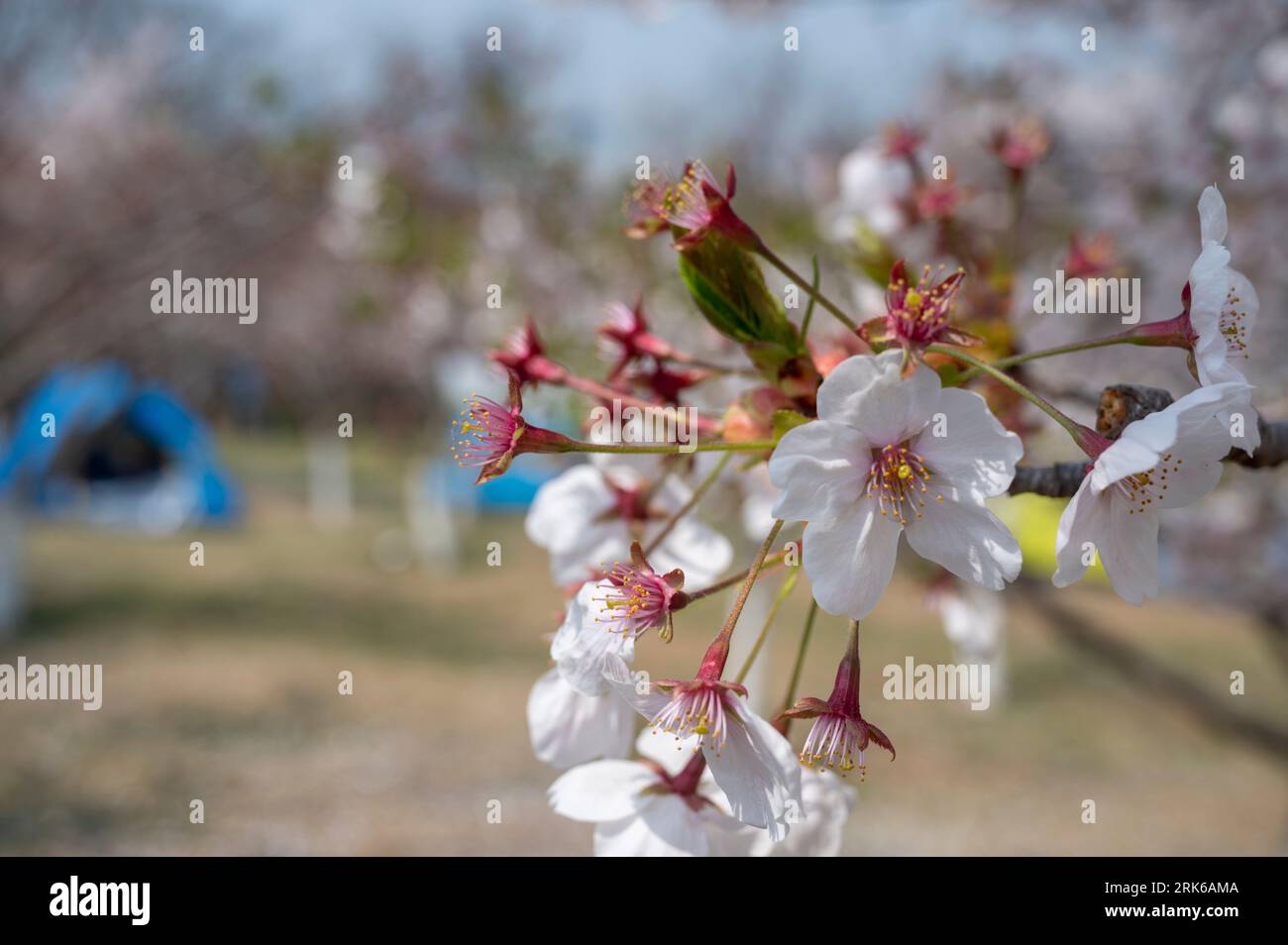 A close-up of a tree filled with bright cherry blossoms Stock Photo - Alamy