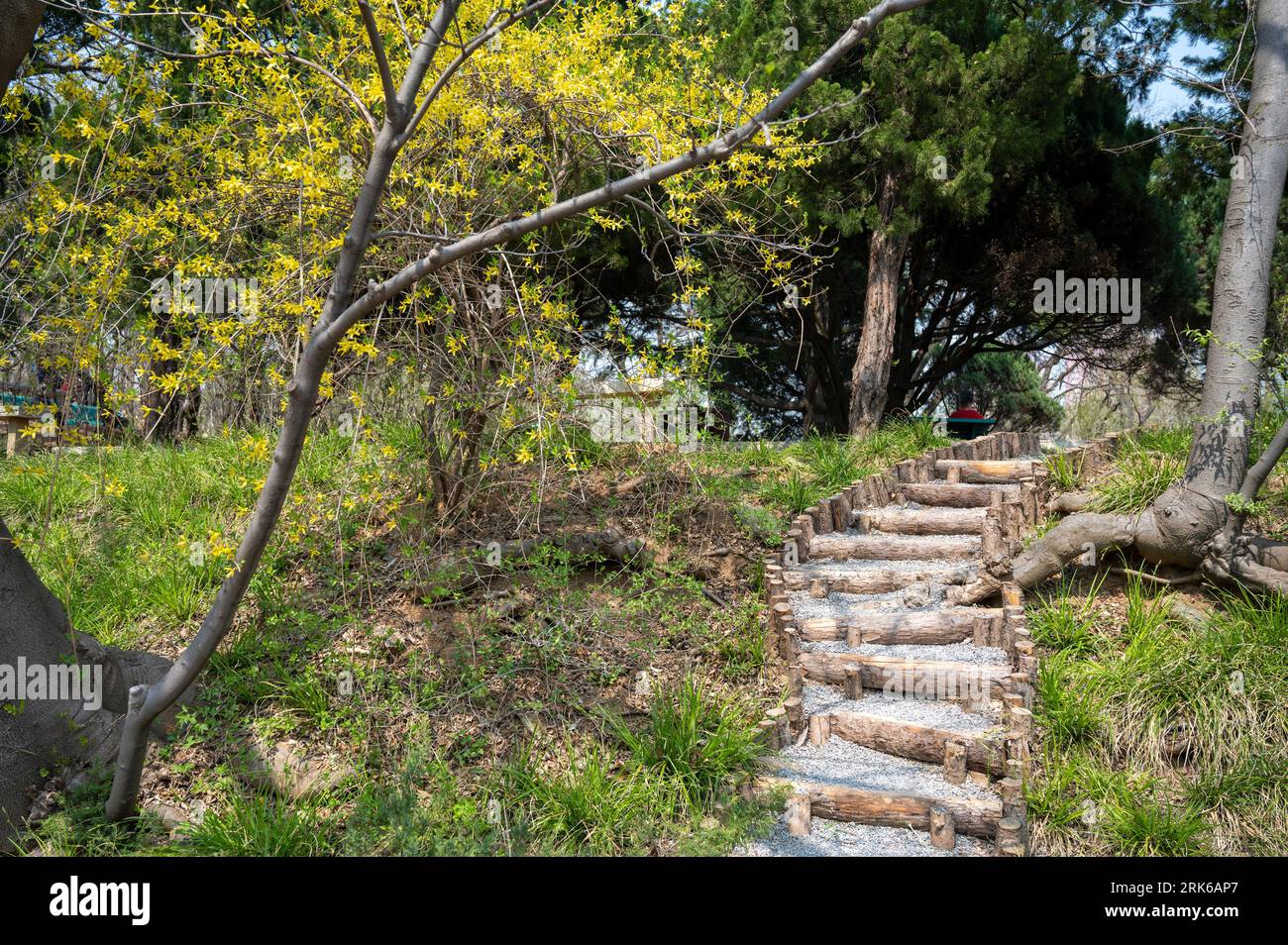 A picturesque overgrown trail surrounded by lush vegetation and tall ...