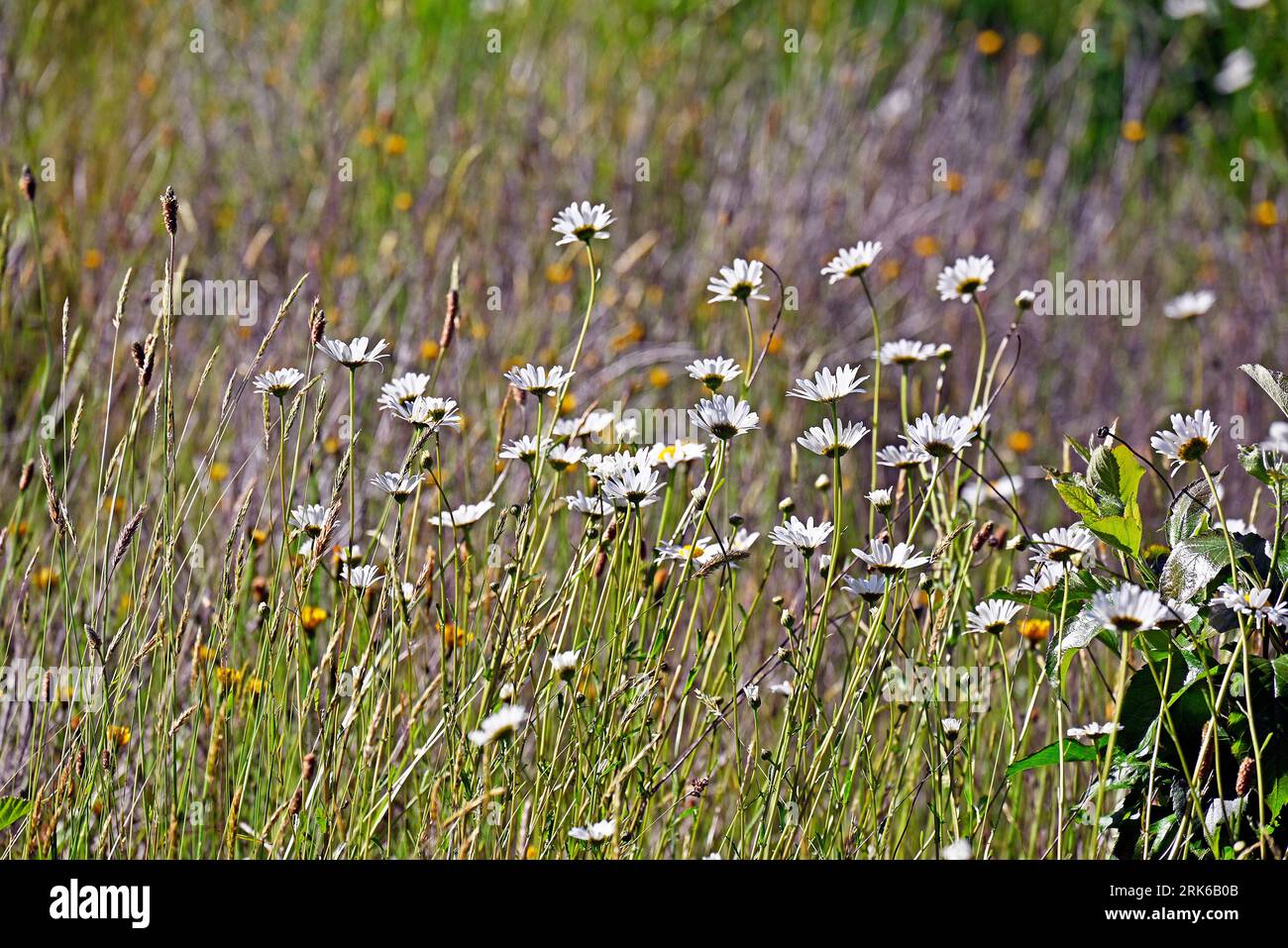 An idyllic pastoral scene featuring a wide variety of wildflowers ...