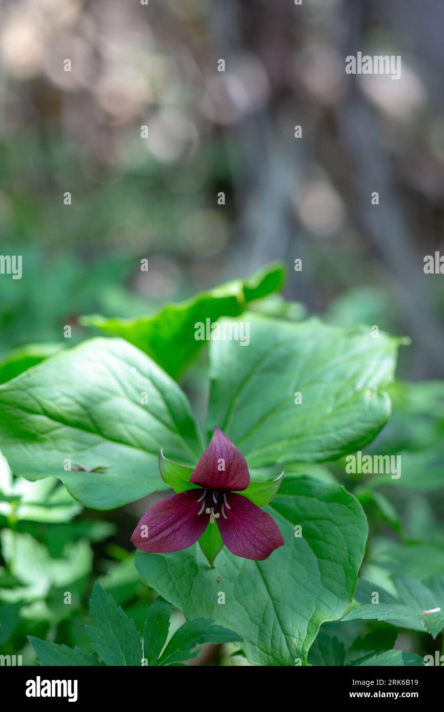 A vibrant red wake robin (Trillium erectus) flower amongst a lush green ...