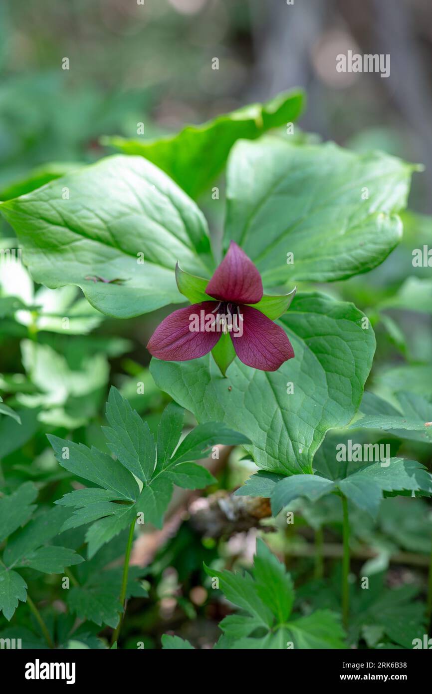 A vibrant red wake robin (Trillium erectus) flower amongst a lush green ...