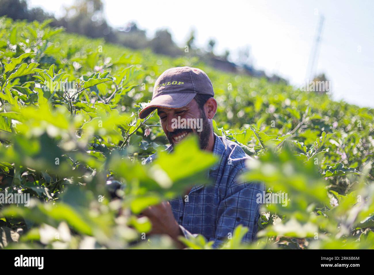 Palestinian farmer harvests hi-res stock photography and images - Alamy