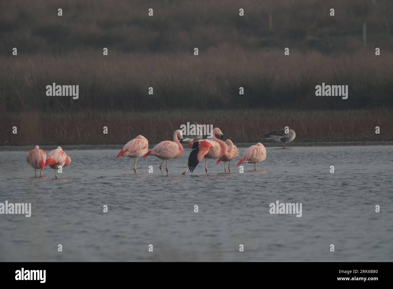 A group of flamingos are standing in shallow water during a rain shower ...