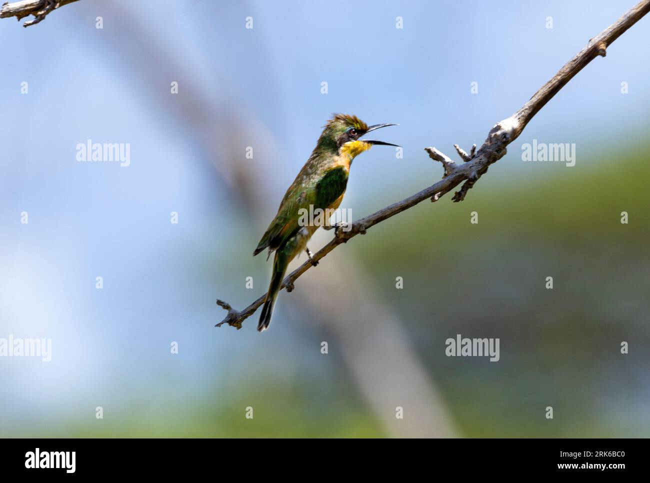 Smallest in the family, the Little Bee-eater is an active hawker of ...