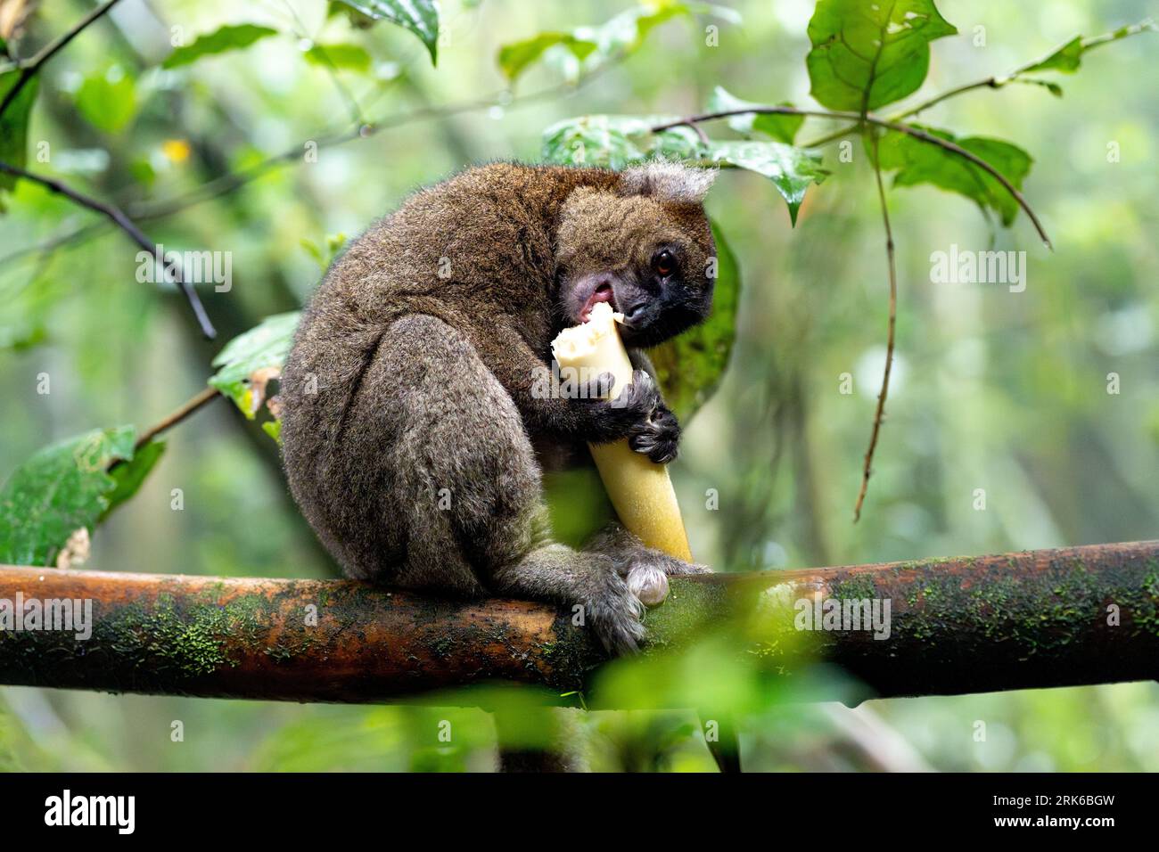 A golden bamboo lemur eating bamboo. Ranomafana National Park ...