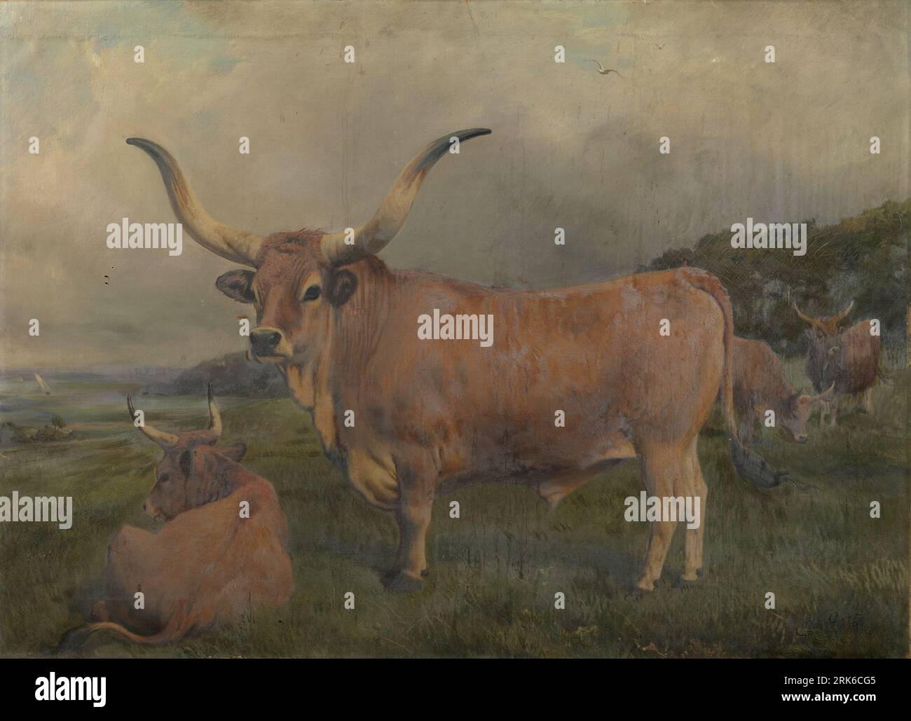 A group of Spanish Oxen 1881 by Charles Burton Barber Stock Photo - Alamy