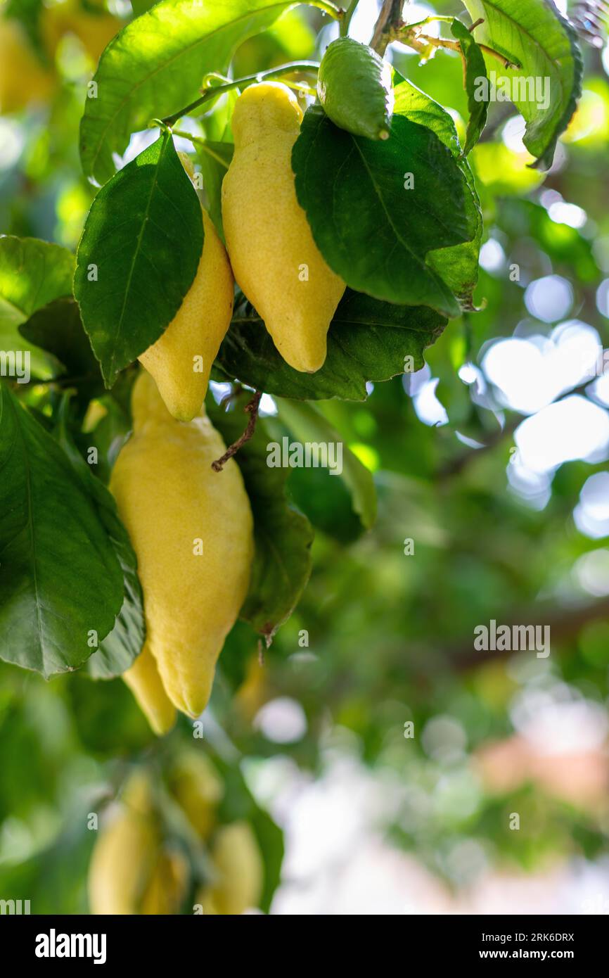 Citrus fruits hanging from a tree hi-res stock photography and images ...