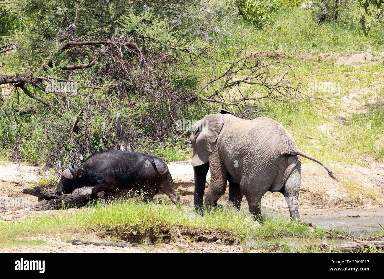 An adolescent elephant chases a buffalo bull away from a wallow where ...