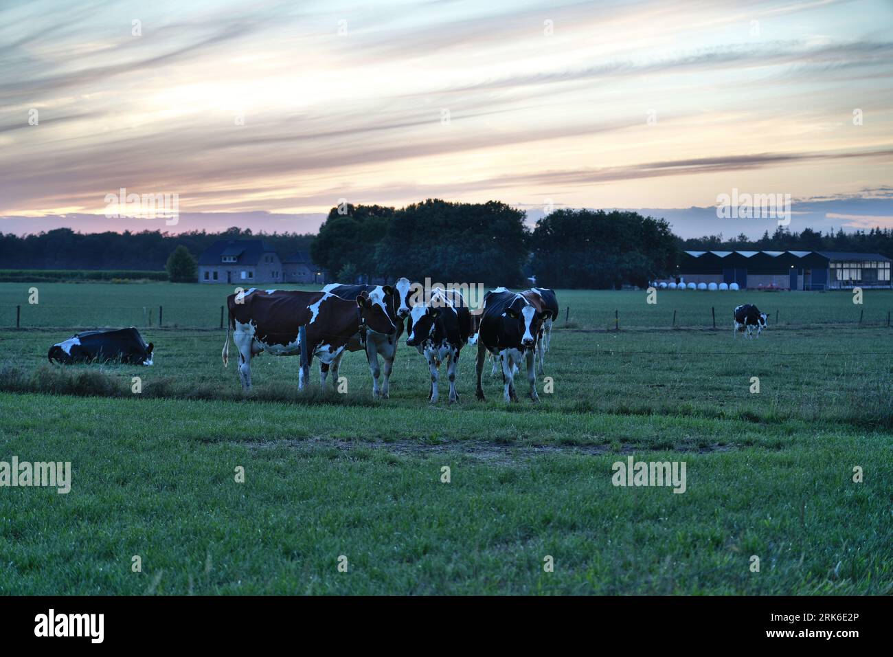 Dairy cattle pose in the meadow on a summer evening, in the background ...