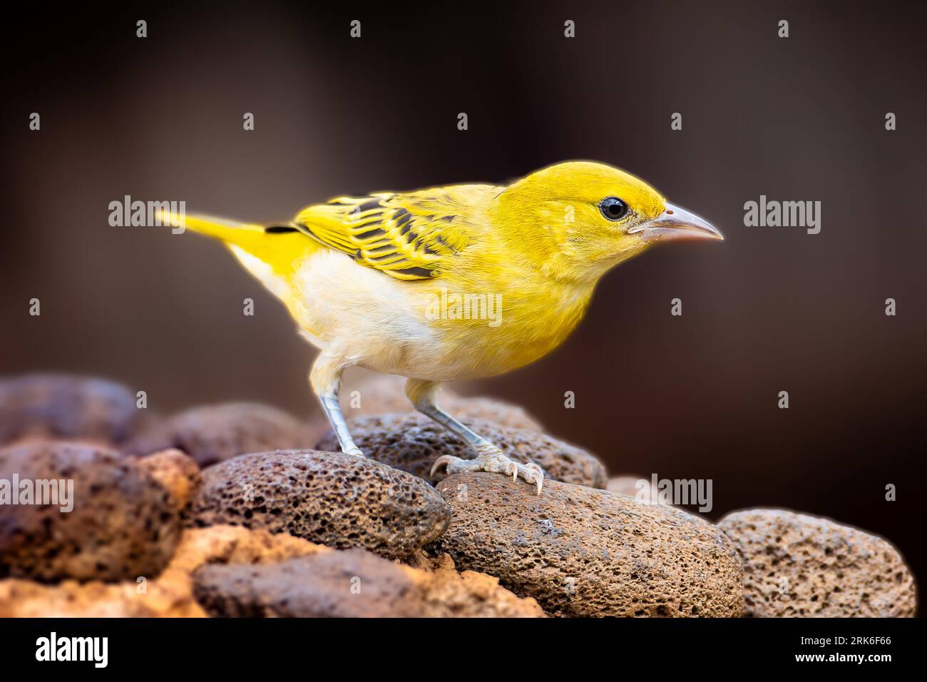A beautiful yellow Little weaver bird perched atop a rocky outcrop ...