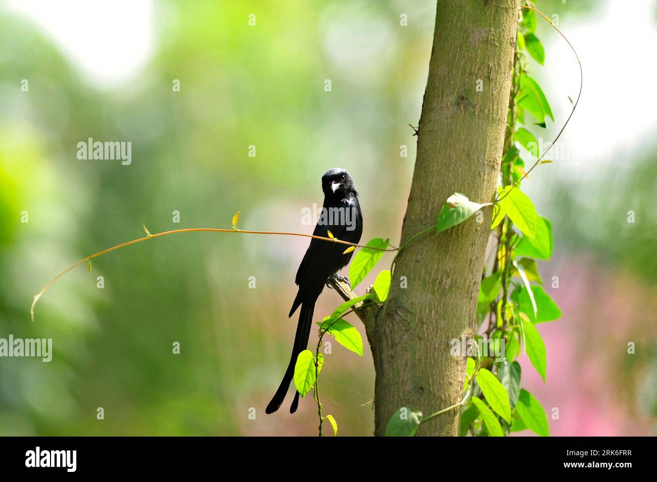 The Black Drongo (Dicrurus macrocercus) is a small Asian passerine bird ...