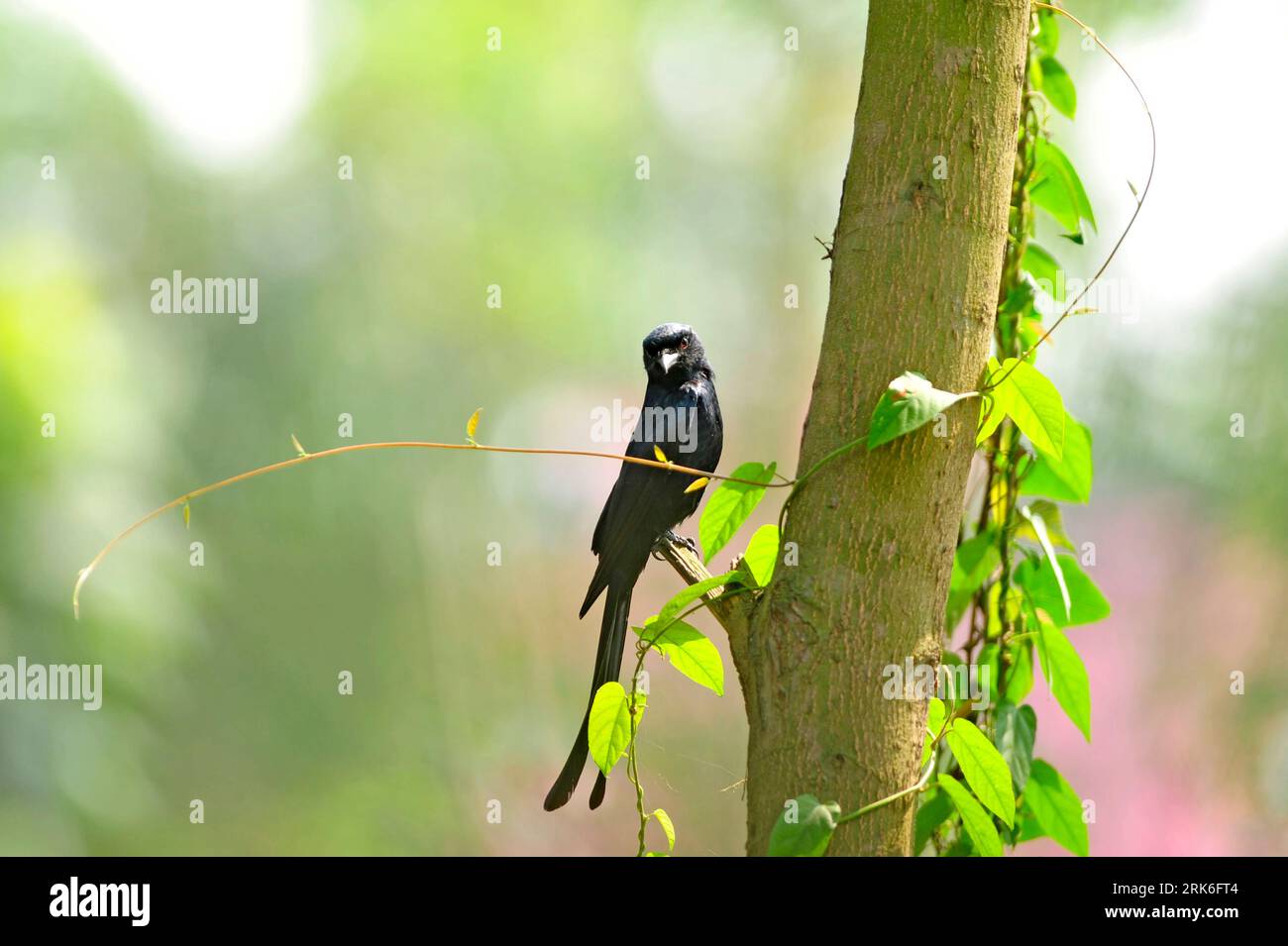 The Black Drongo (Dicrurus macrocercus) is a small Asian passerine bird ...