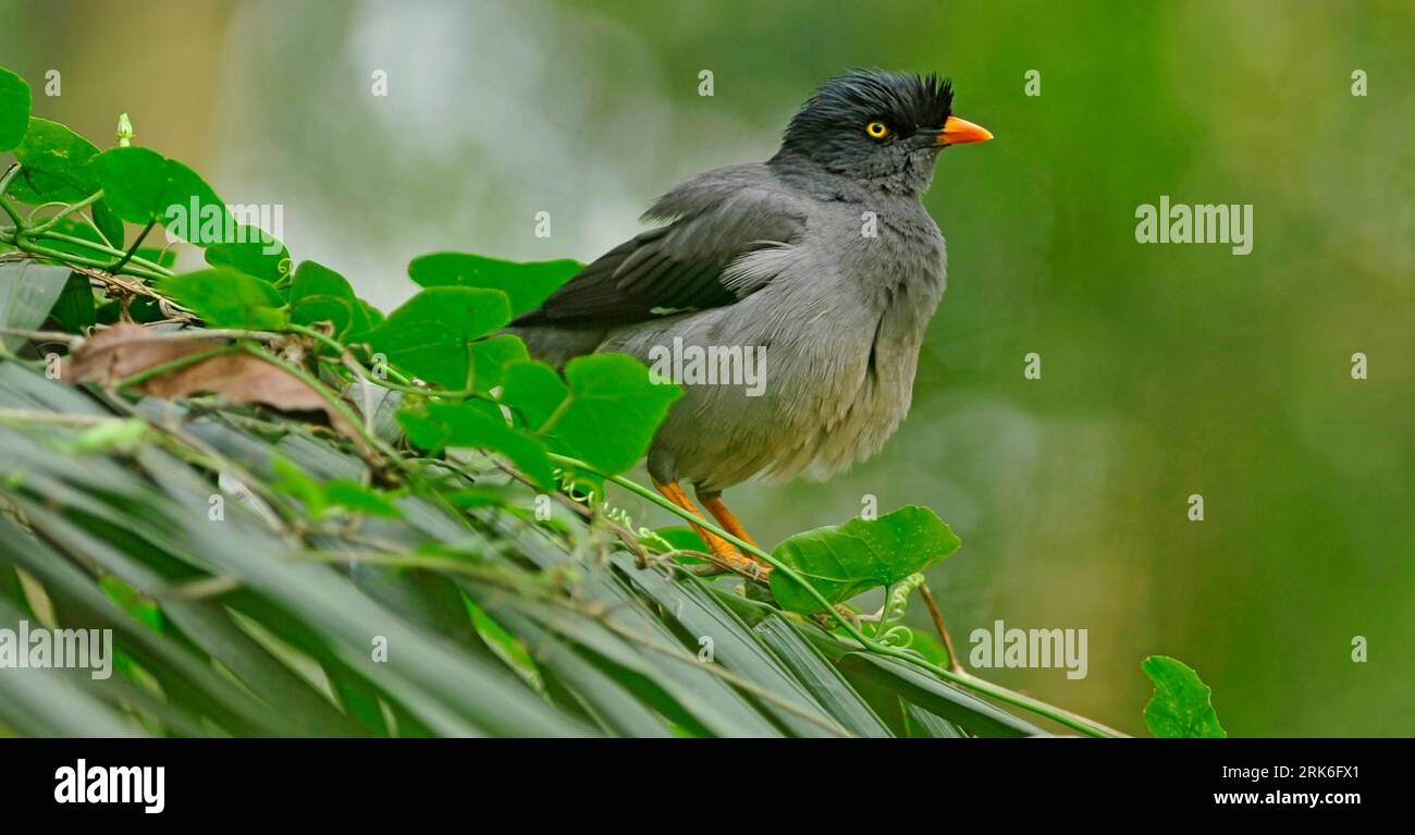 The jungle myna (Acridotheres fuscus) is a myna, a member of the ...