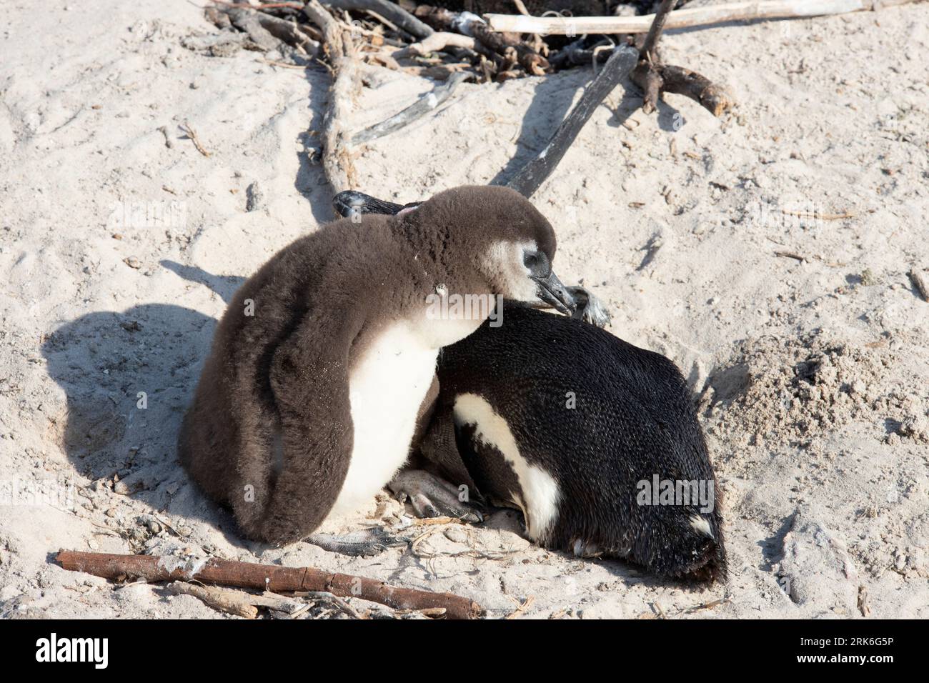 African Penguins, Boulders Beach, South Africa Stock Photo - Alamy