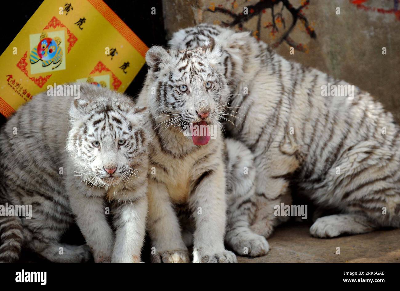 China yunan kunming tiger hi-res stock photography and images - Alamy