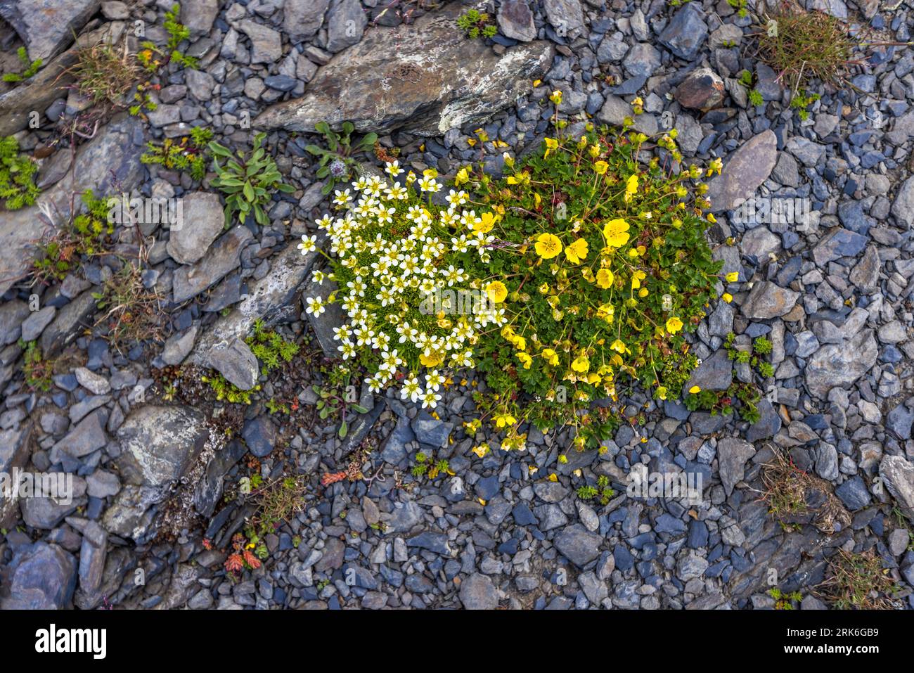 Dusheti, Georgia. Hike over the Chaukhi Pass Stock Photo - Alamy