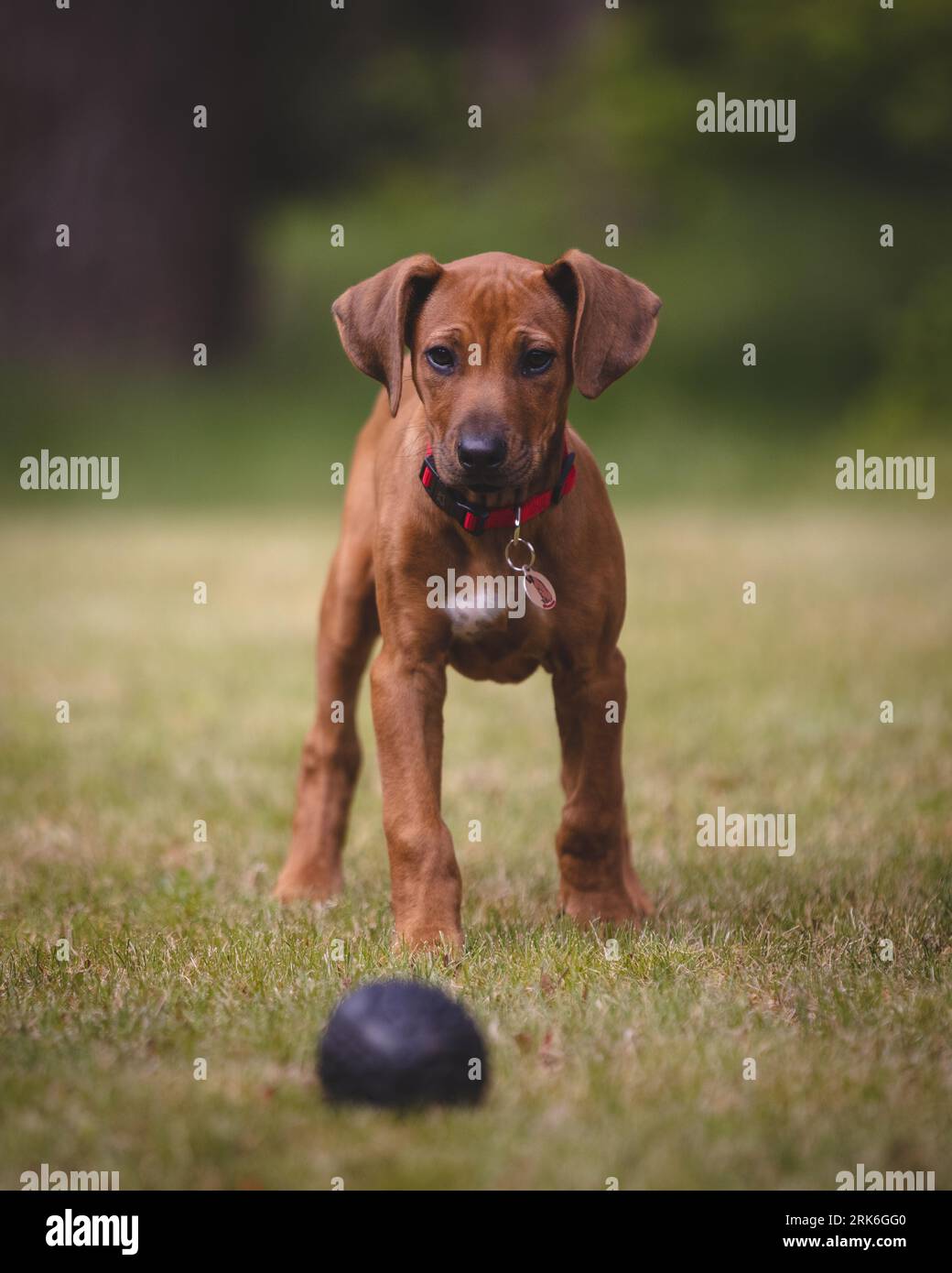 A scenic view of a brown Rhodesian Ridgeback playing on green lawn ...