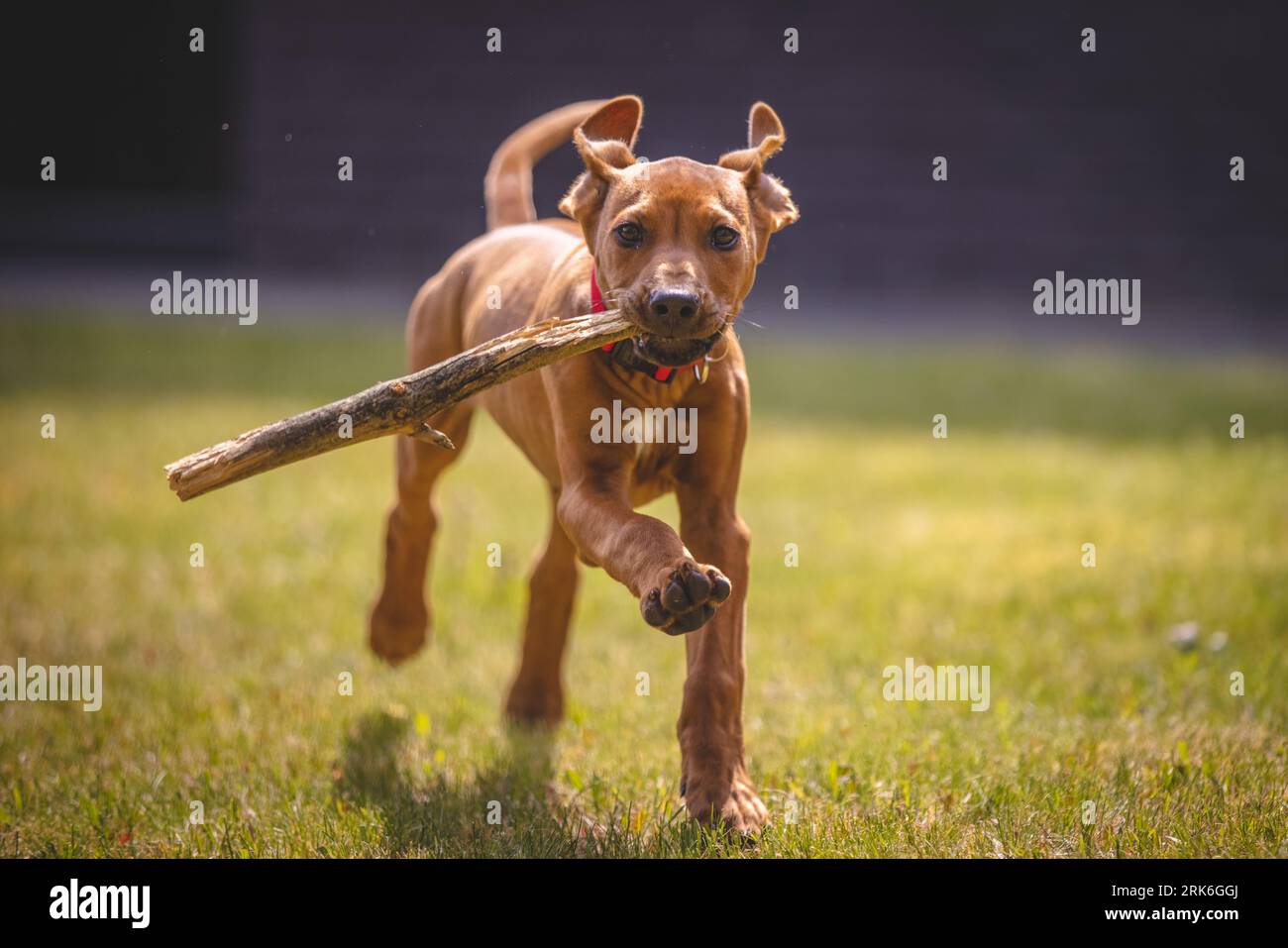 A scenic view of a brown Rhodesian Ridgeback playing on green lawn ...