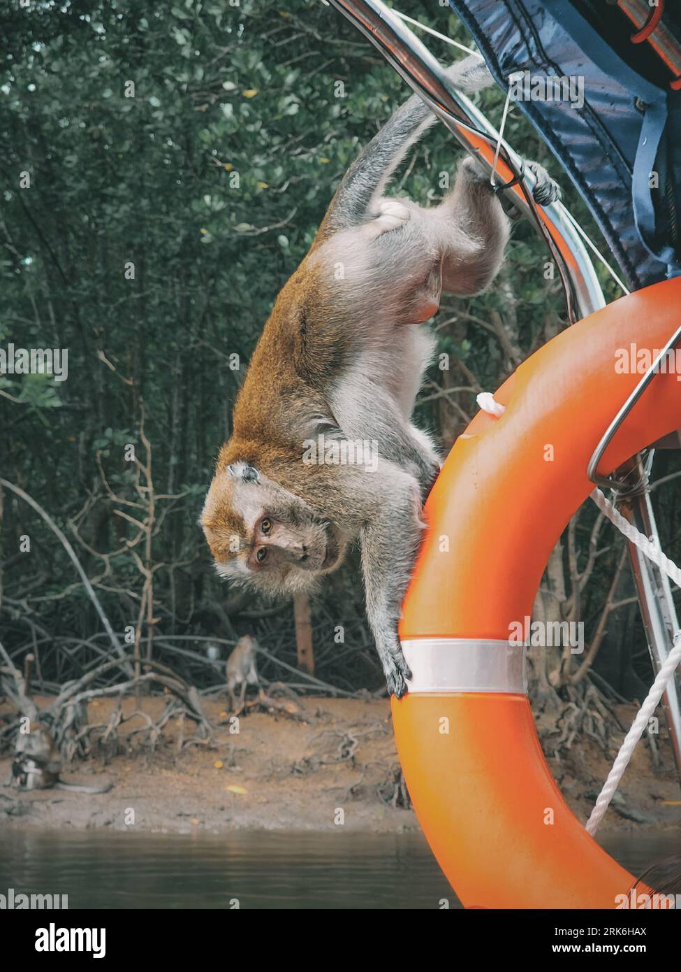 A vertical closeup of a monkey climbing on a lifebuoy ring Stock Photo ...