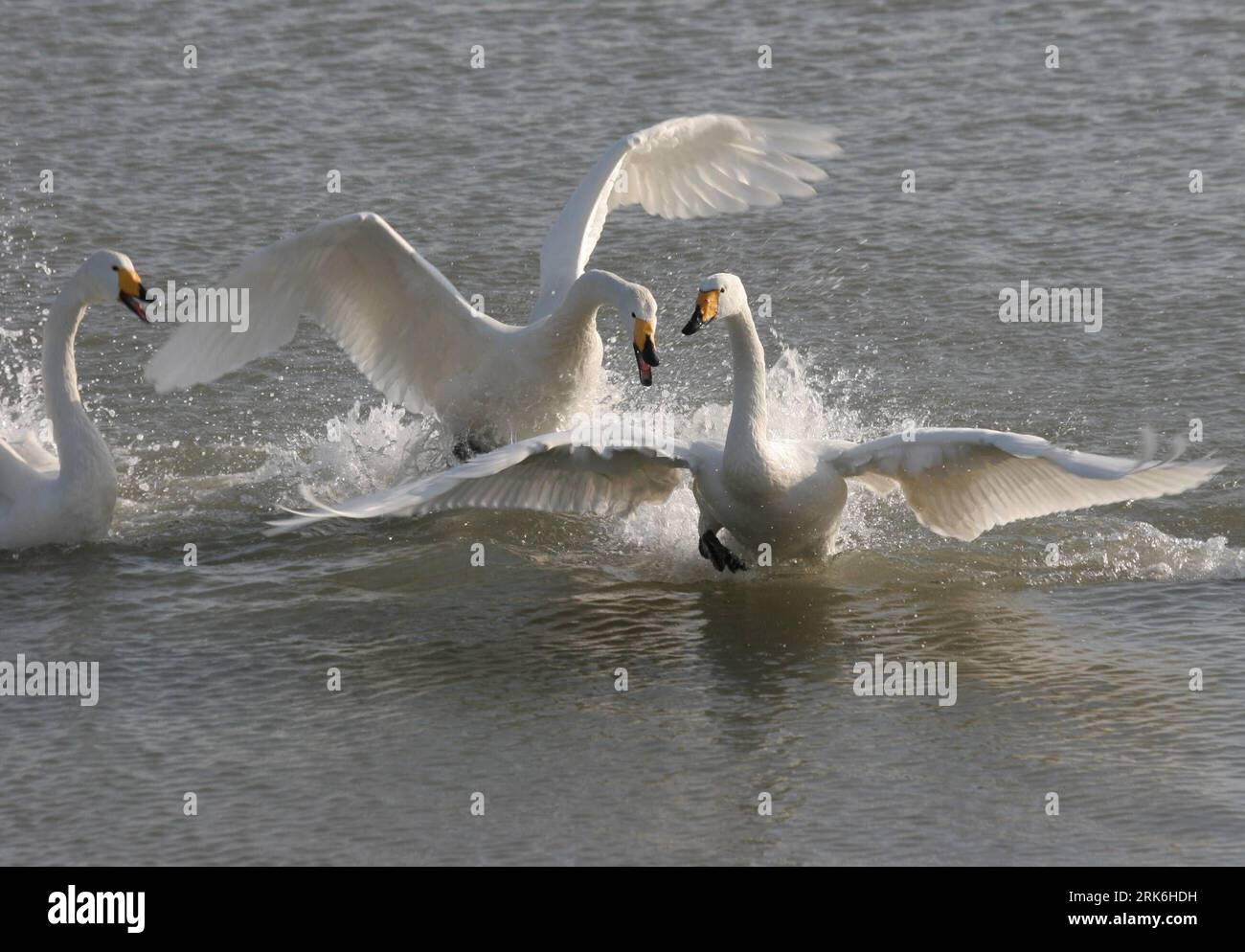 Bildnummer: 53840976 Datum: 07.03.2010 Copyright: imago/Xinhua (100308 ...