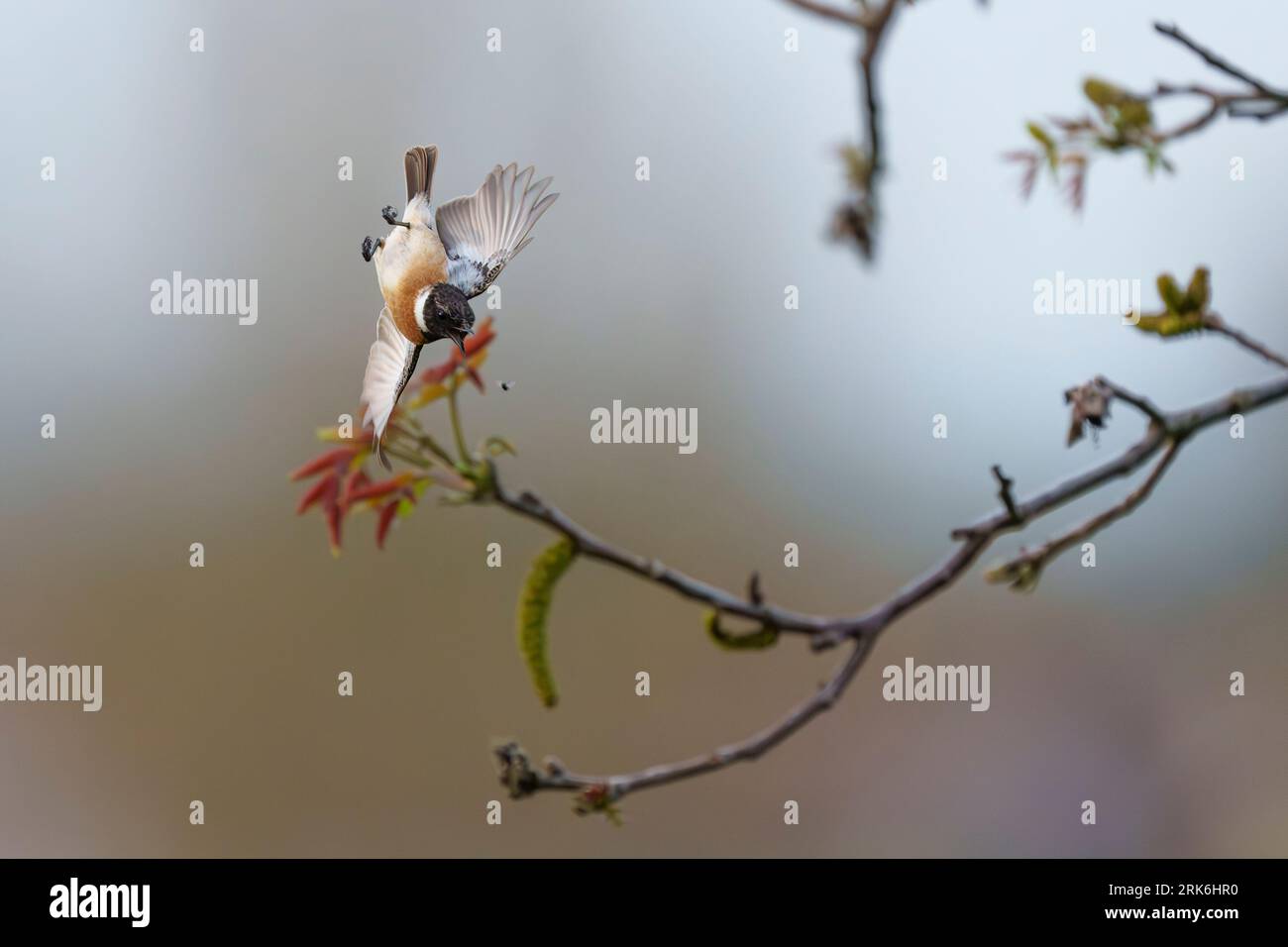 A small bird is flying gracefully in mid-air, preparing to land and ...