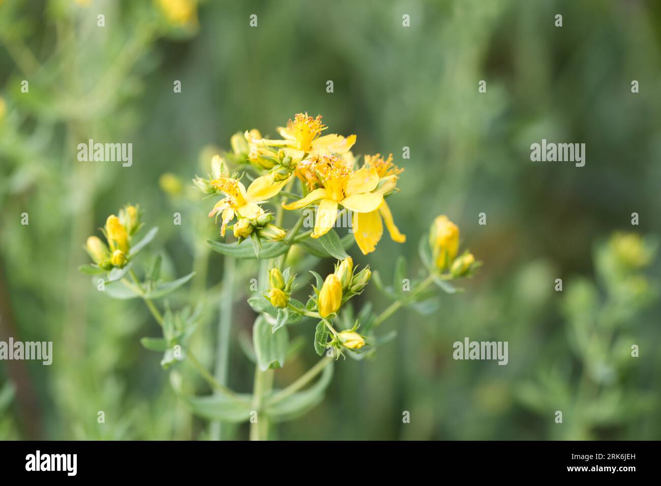Medicinal plants - St. John's wort flowers. Hypericum perforatum ...