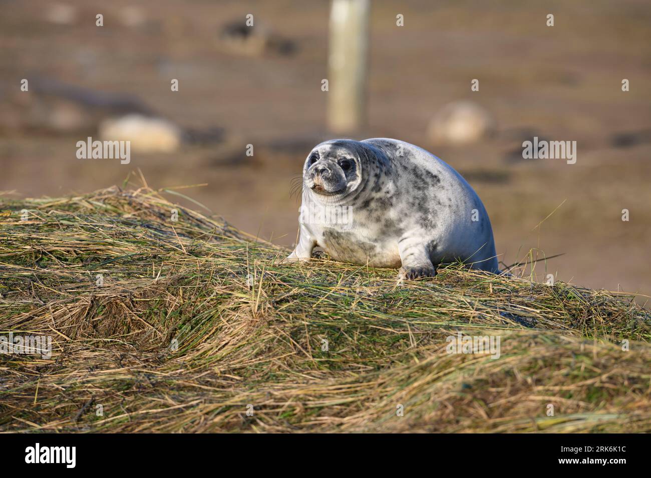 An adorable seal lounging atop a soft bed of hay, resting contentedly ...