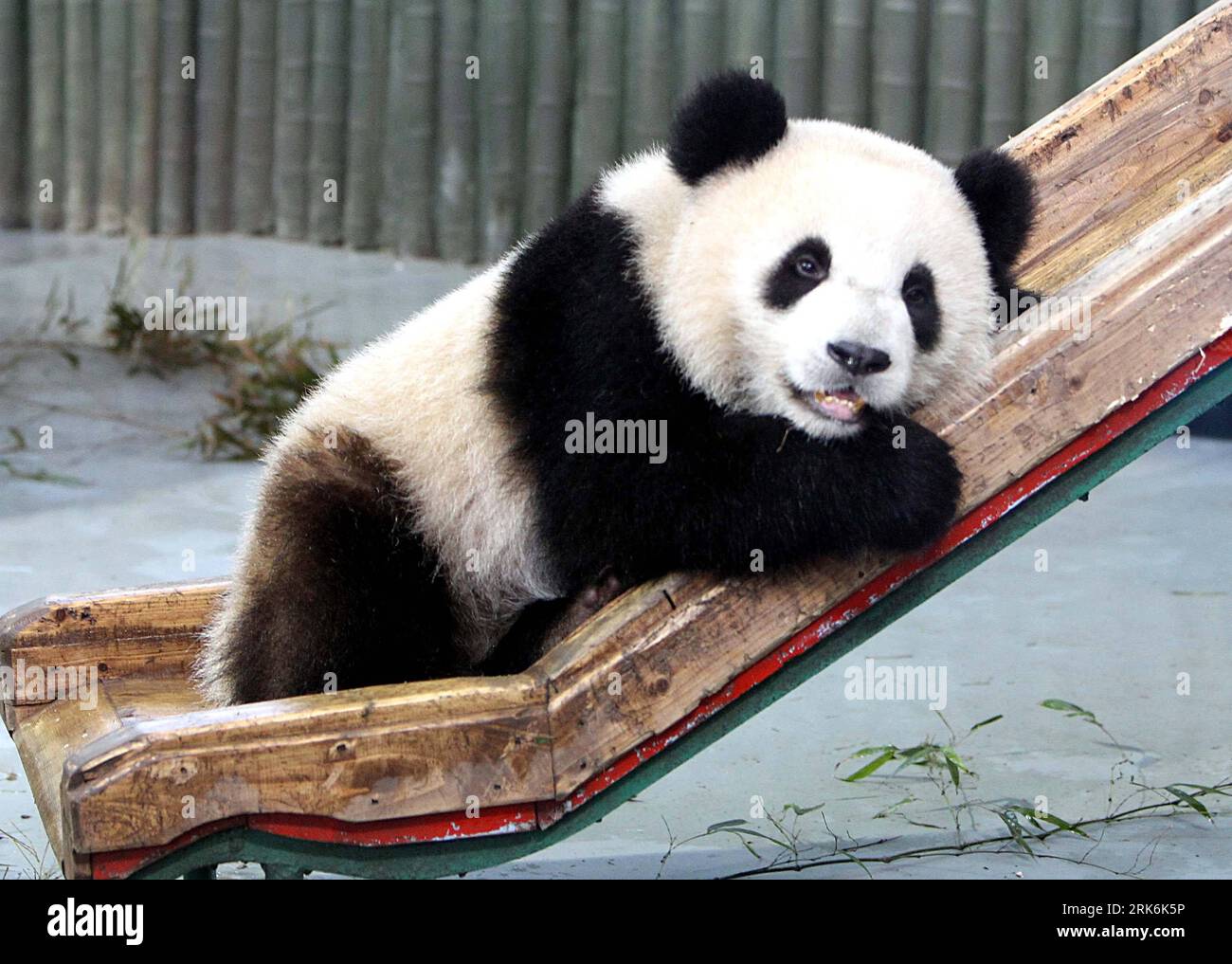 Giant panda enjoying fresh hi-res stock photography and images - Alamy