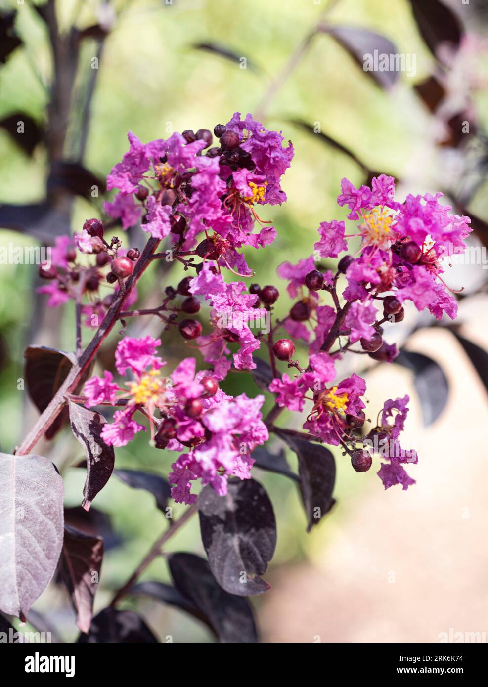 Pink lagerstroemia hi-res stock photography and images - Alamy