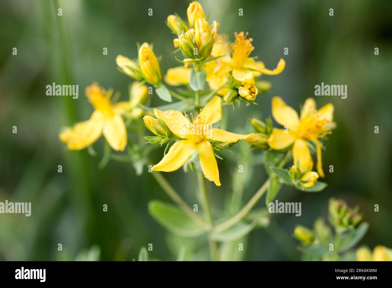 Medicinal plants - St. John's wort flowers. Hypericum perforatum ...