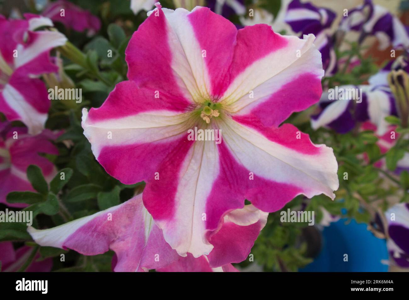 Colorful flower shot during daytime Stock Photo - Alamy