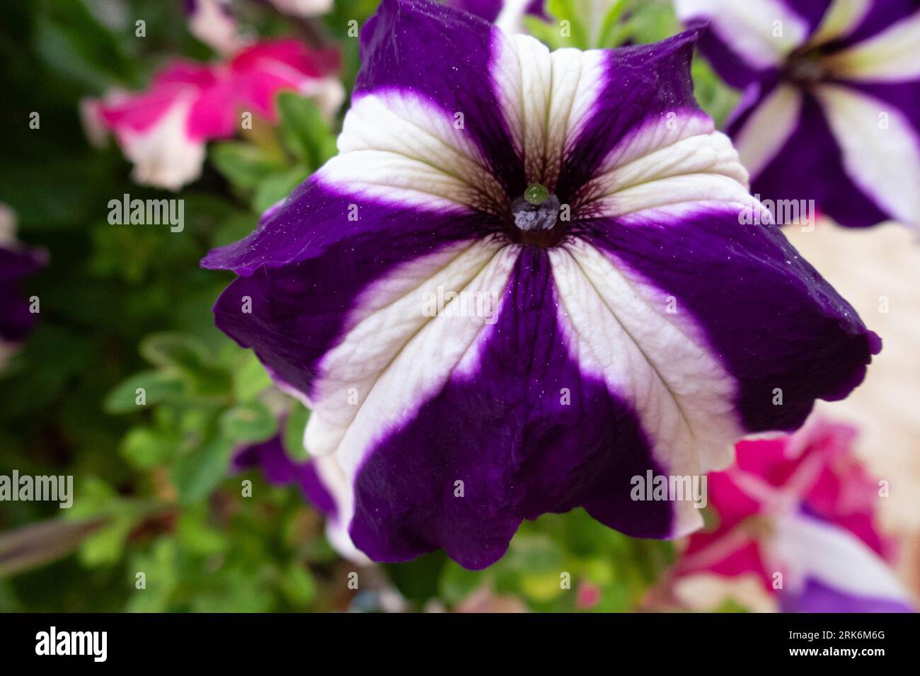 Colorful flower shot during daytime Stock Photo - Alamy
