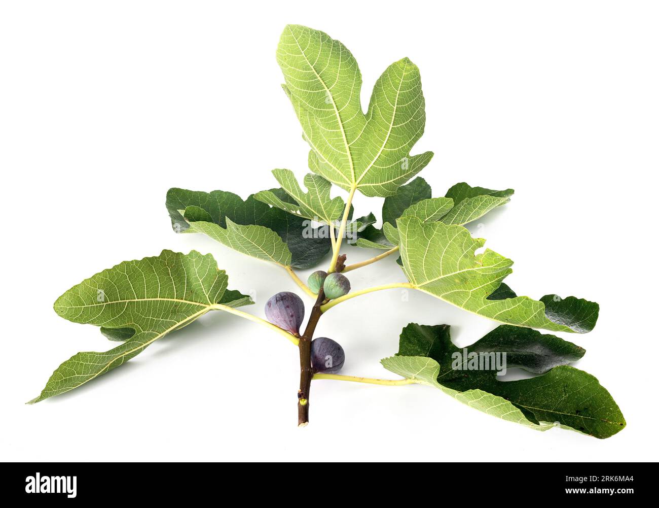 purple figs in front of white background Stock Photo - Alamy