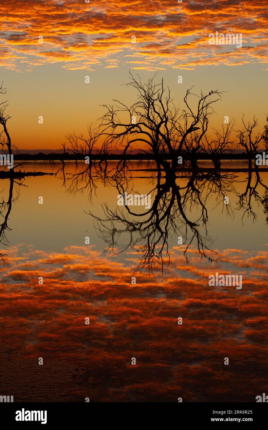A scenic landscape featuring several tall, leafless trees standing ...