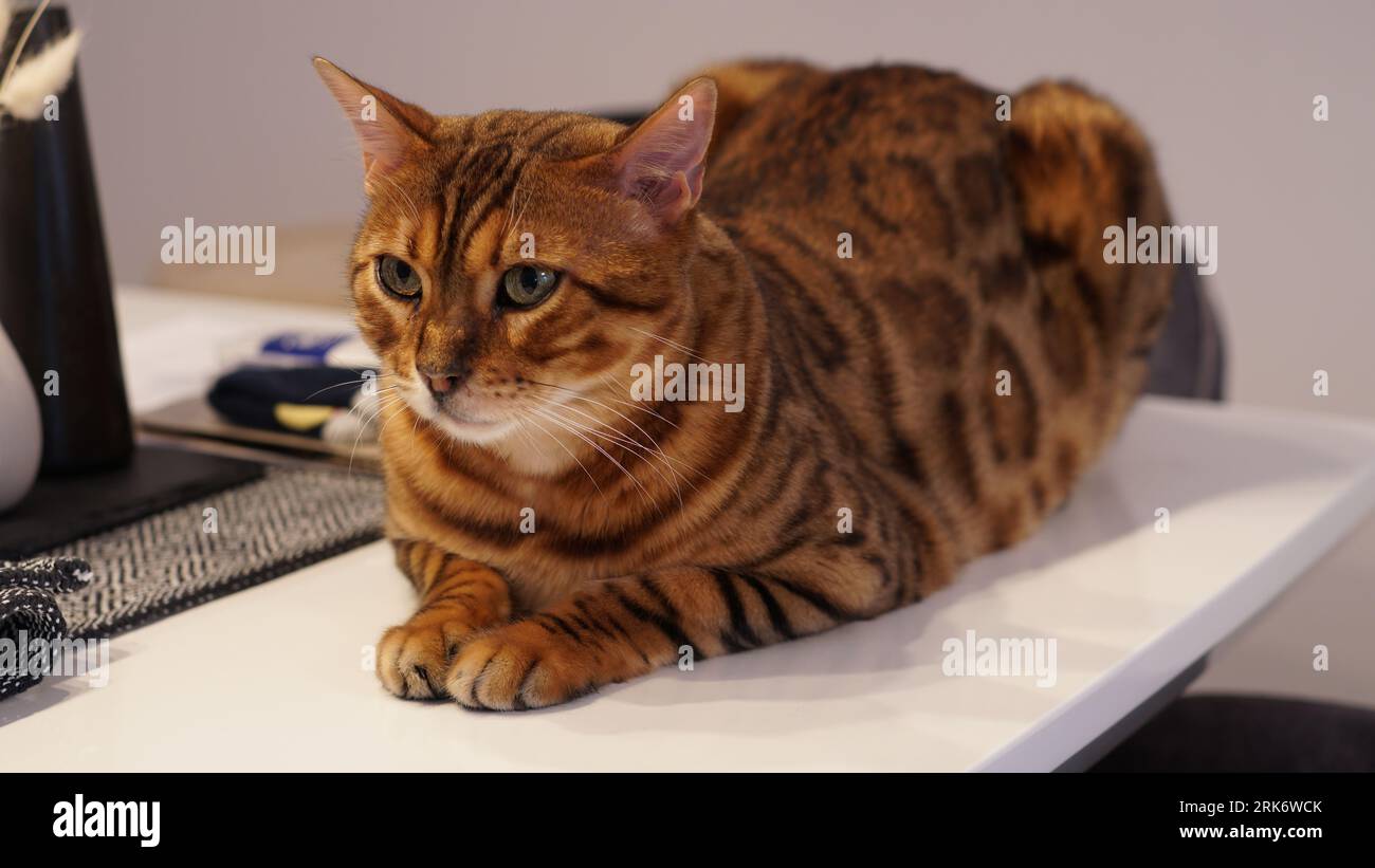 Beautiful bengal cat sitting on a white table Stock Photo - Alamy
