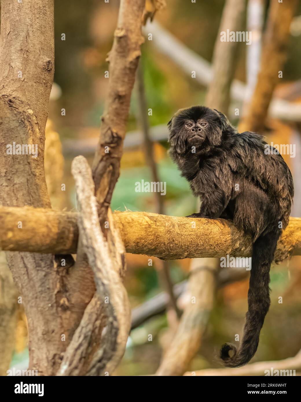 An exotic black Callimico monkey perched on a tree branch in a natural ...