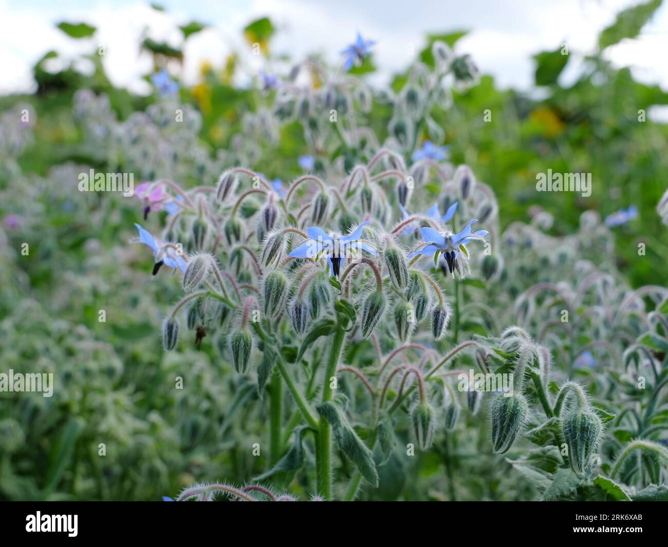 borage is a healthly medicinal plant and protects against many diseases ...