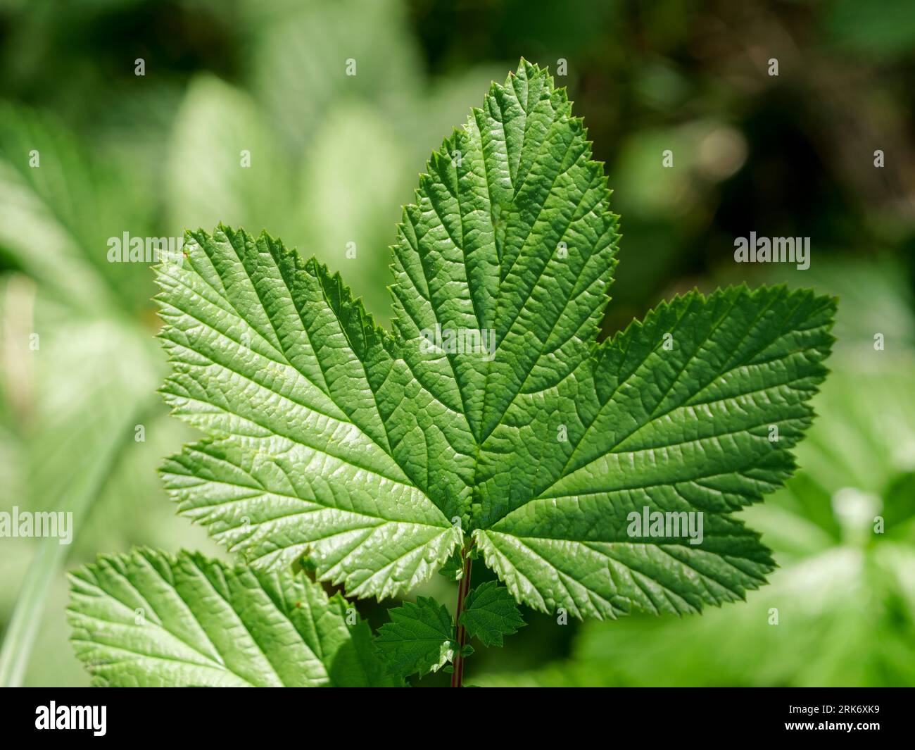Leaf cell hi-res stock photography and images - Alamy