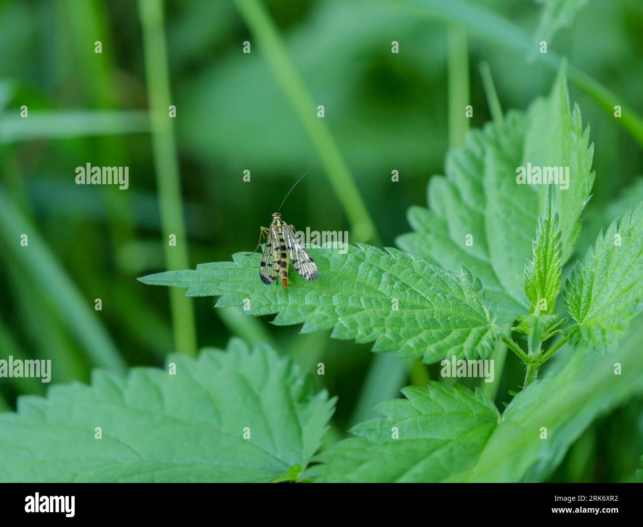 common scorpion fly sits comfortably on a green leaf Stock Photo - Alamy