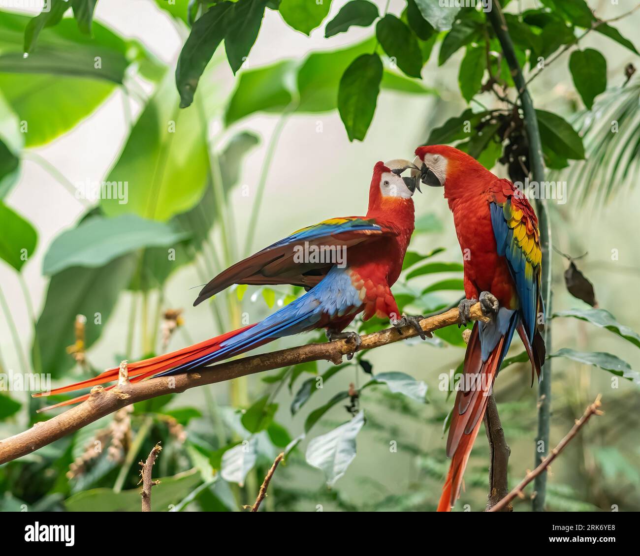 Parrots vivid coloration hi-res stock photography and images - Alamy