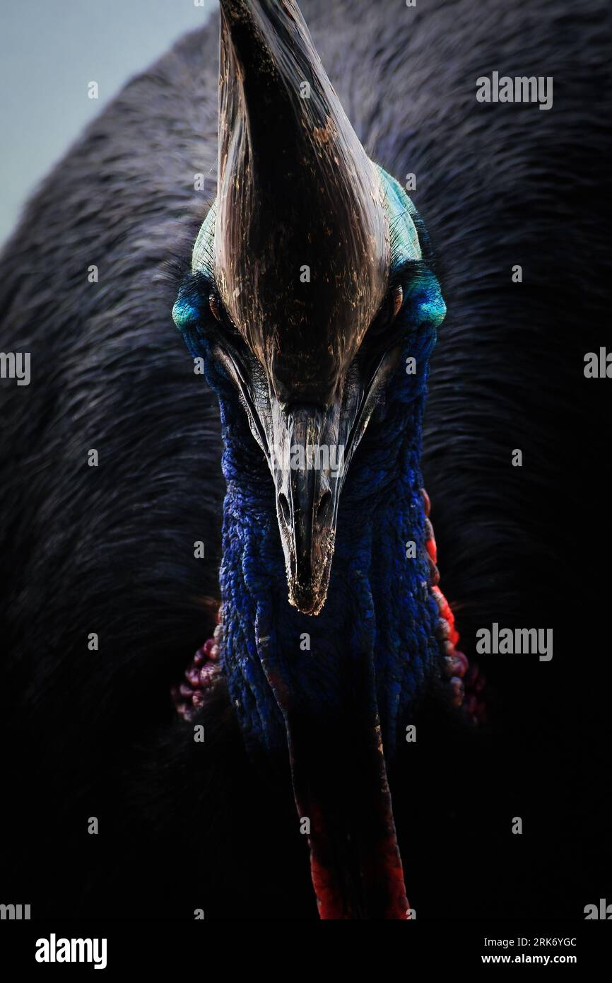 Close-up shot of a beautiful Cassowary bird with vibrant and colorful ...
